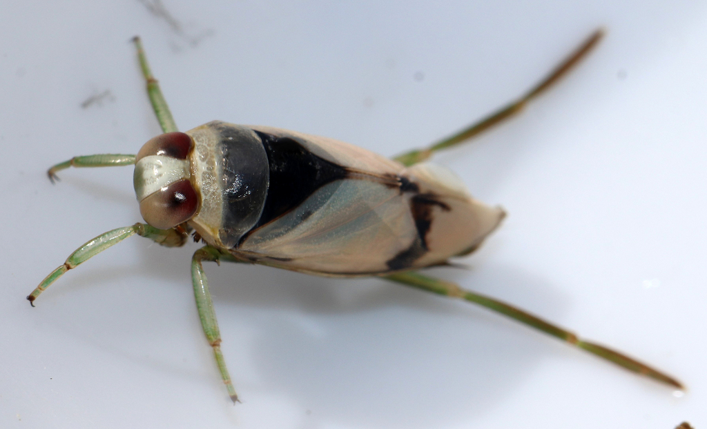 Grousewinged Backswimmer from Mallet Ranch, Hockley County, TX, USA on ...