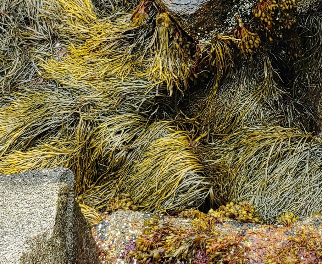 Knotted Wrack from Rockland, ME, USA on August 25, 2023 at 11:36 AM by ...
