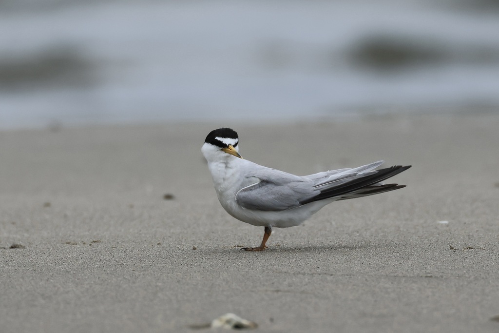 Least Tern in August 2023 by er-birds · iNaturalist