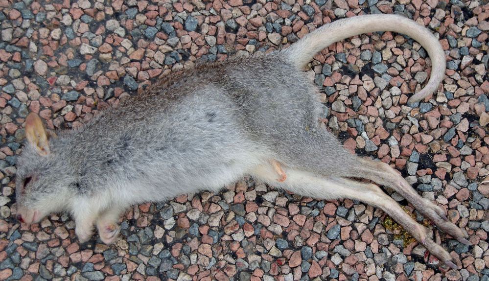Rufous Bettong from Reid River QLD 4816, Australia on September 10 ...