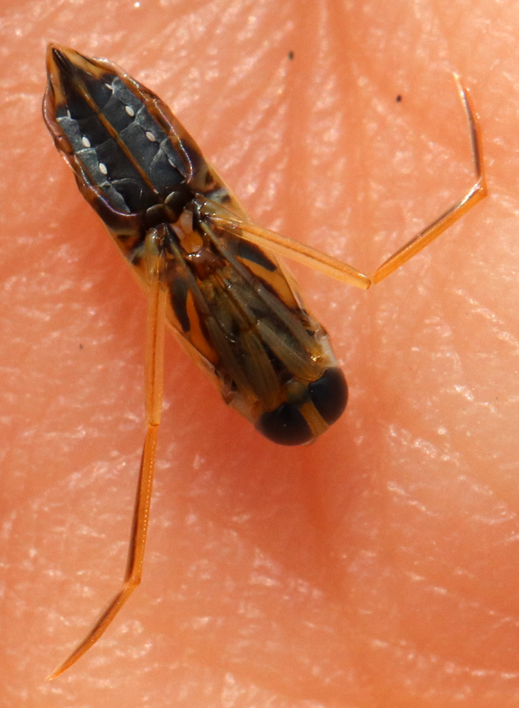 Buenoa from Mallet Ranch, Hockley County, TX, USA on August 27, 2023 at ...