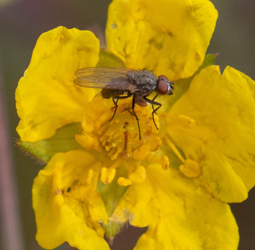 Muscoid Flies from Pacific Crest Trail N of Carson Pass, Alpine County ...