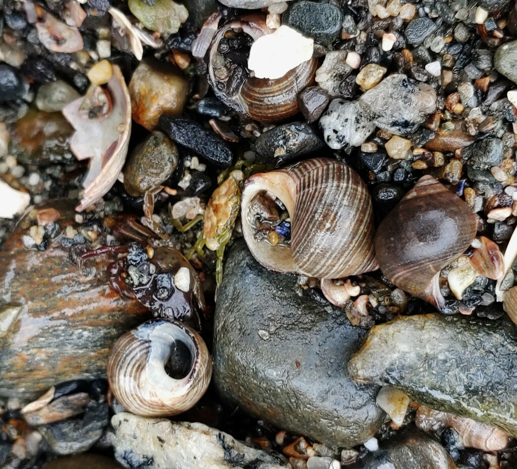 Common Periwinkle from Rockland, ME, USA on August 25, 2023 at 11:58 AM ...