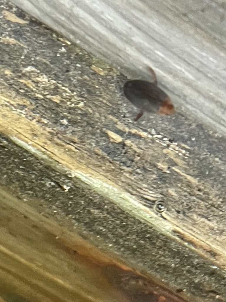 Graphoderus liberus from Sunrise Pond, Monson, ME, US on August 28 ...