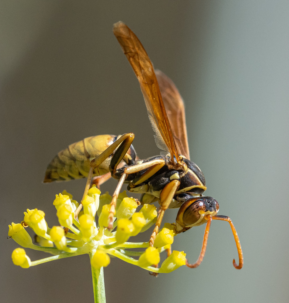 Golden Paper Wasp from San Diego County, CA, USA on August 28, 2023 at ...