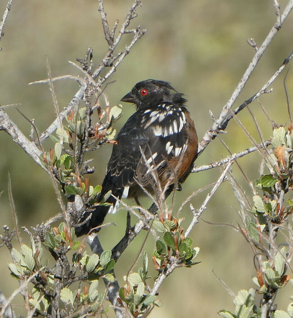 Spotted Towhee from Boulder County, CO, USA on August 28, 2023 at 08:06 ...