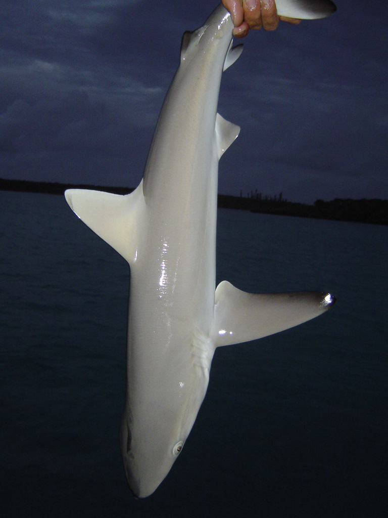 Grey Reef Shark in January 2005 by juju98 · iNaturalist