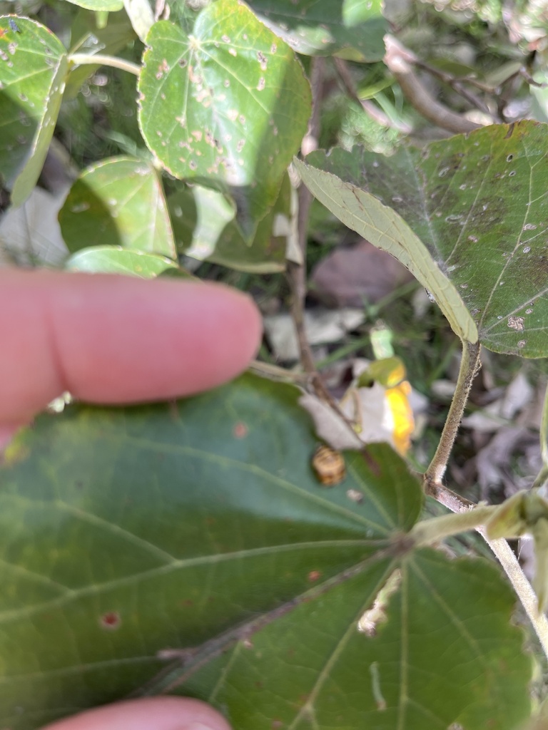 Insects from Eddie Kornhauser Recreational Reserve, Elanora, QLD, AU on ...