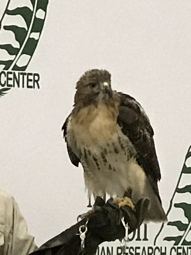 Red-tailed Hawk from Cox Business Convention Center, Tulsa, OK, US on ...