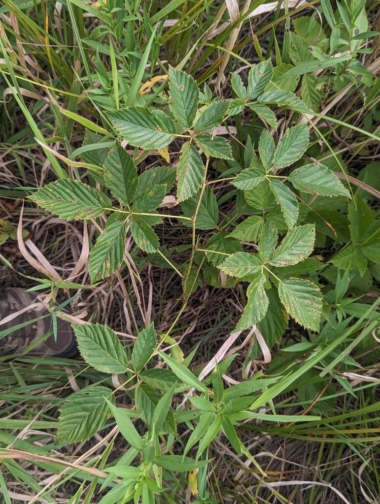Big Horseshoe Lake bristleberry in August 2023 by Jaxon Lane. *Rubus ...