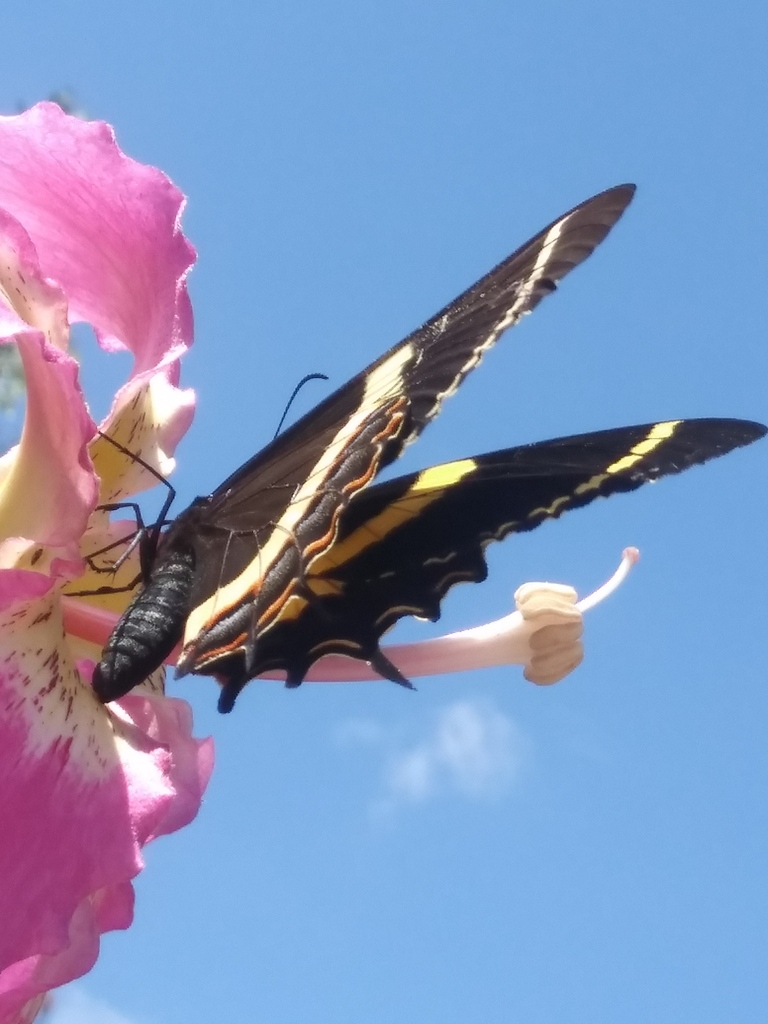 Magnificent Swallowtail from De Altaïr 200, Col del Llano, 78377 San ...