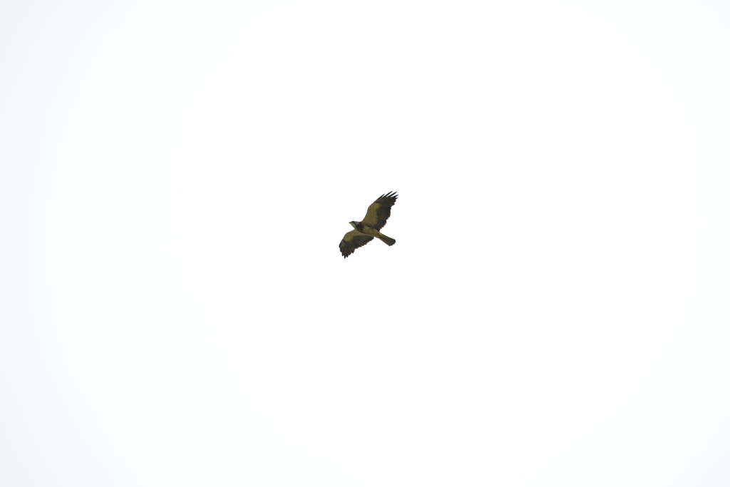 Swainson's Hawk from Neilburg, SK S0M, Canadá on June 27, 2023 at 11:55 ...