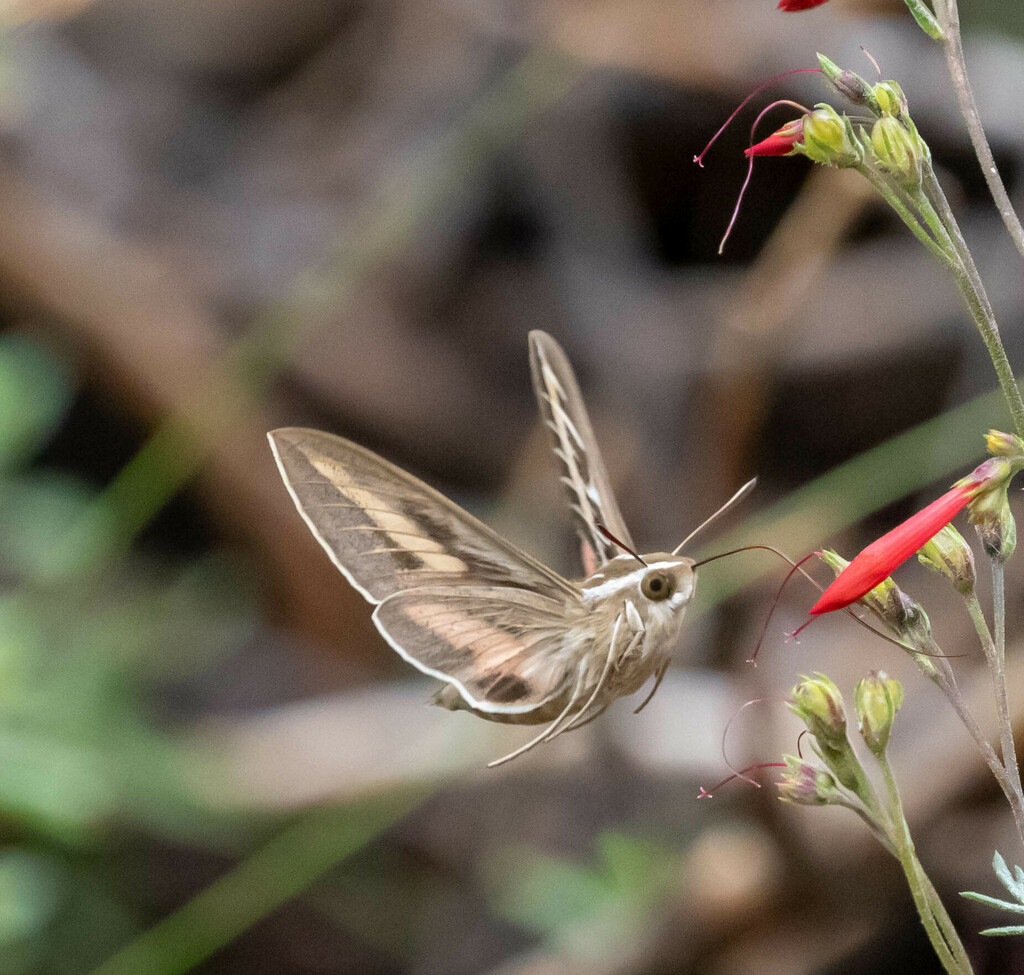White-lined Sphinx from Pacific Crest Trail N of Carson Pass, Alpine ...