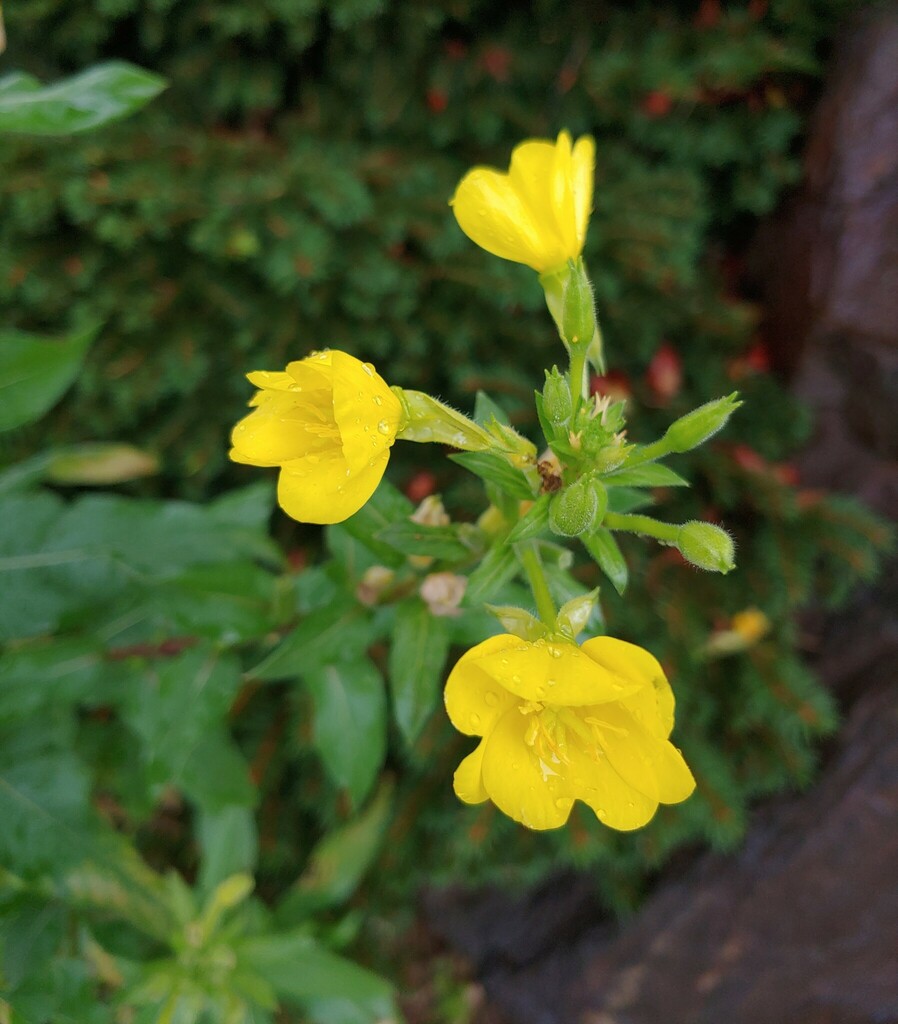 northern evening-primrose from Prospect, ME 04981, USA on August 25 ...