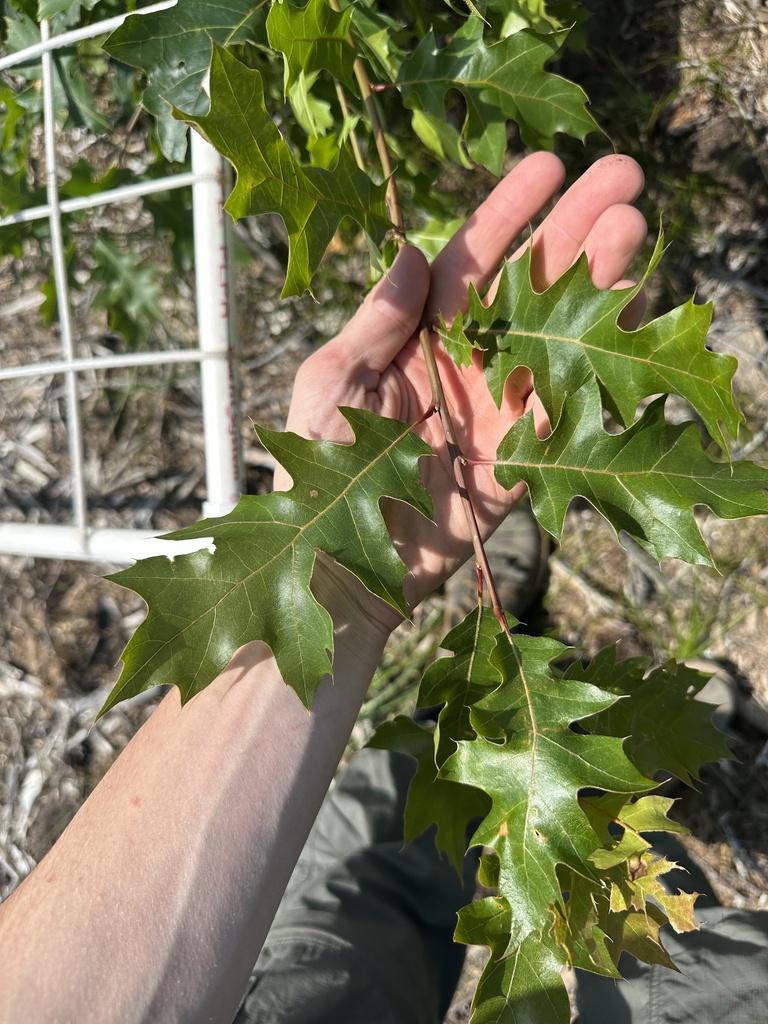 northern pin oak from Kinsey Hunt Rd, West Branch, MI, US on August 28 ...