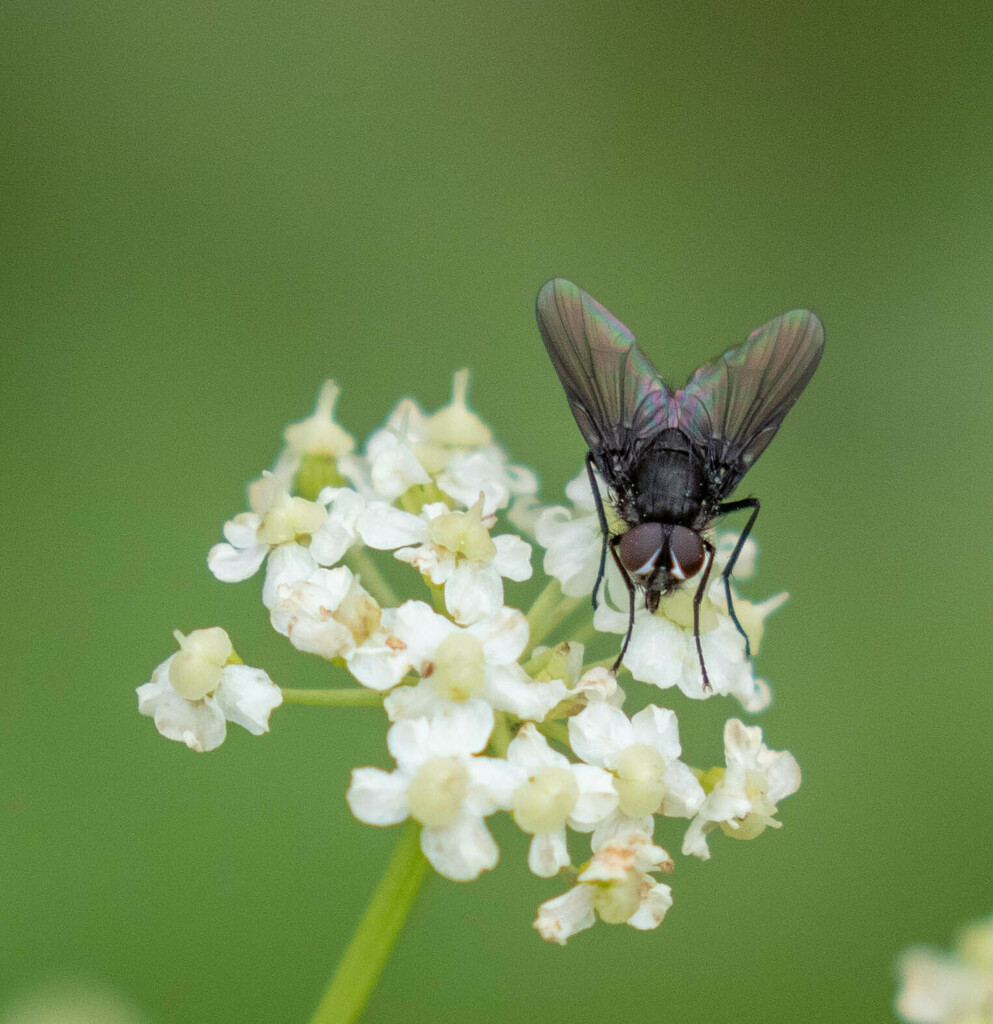 Bot Flies, Blow Flies, and Allies from Pacific Crest Trail N of Carson ...