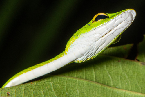 Malayan Green Whipsnake (Ahaetulla mycterizans) - Snakes and Lizards