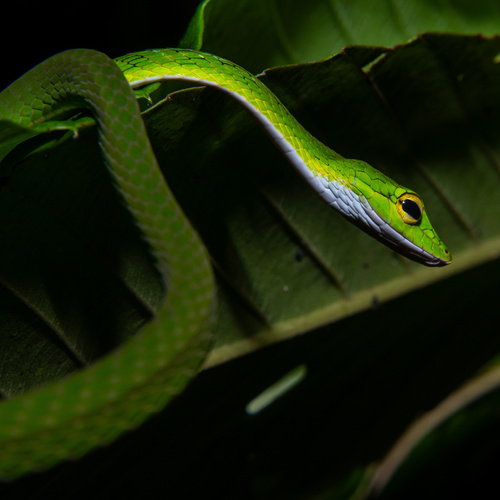 Malayan Green Whipsnake (Ahaetulla mycterizans) - Snakes and Lizards