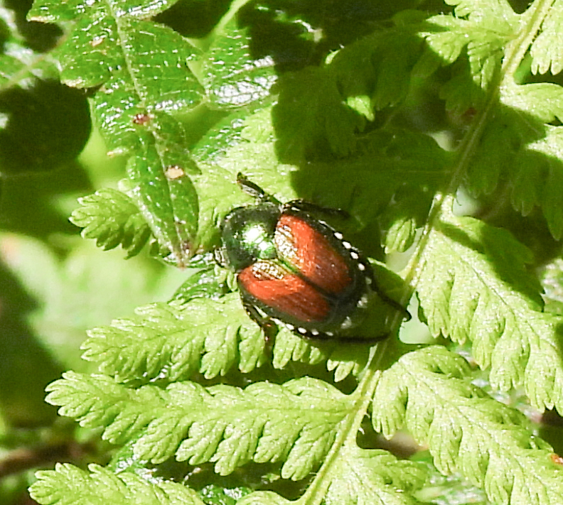 Japanese Beetle from Sieur de Monts Acadia Nat'l Park on August 28 ...