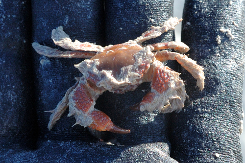 Pilumnus semilanatus · iNaturalist