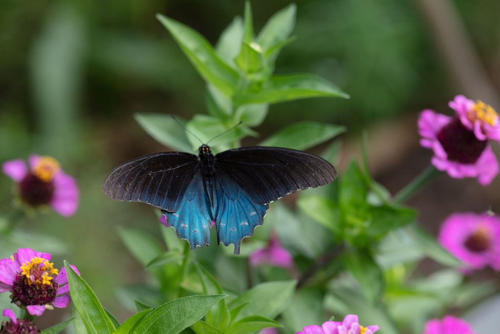 Pipevine Swallowtail from Home on August 14, 2022 at 11:14 AM by Sarah ...