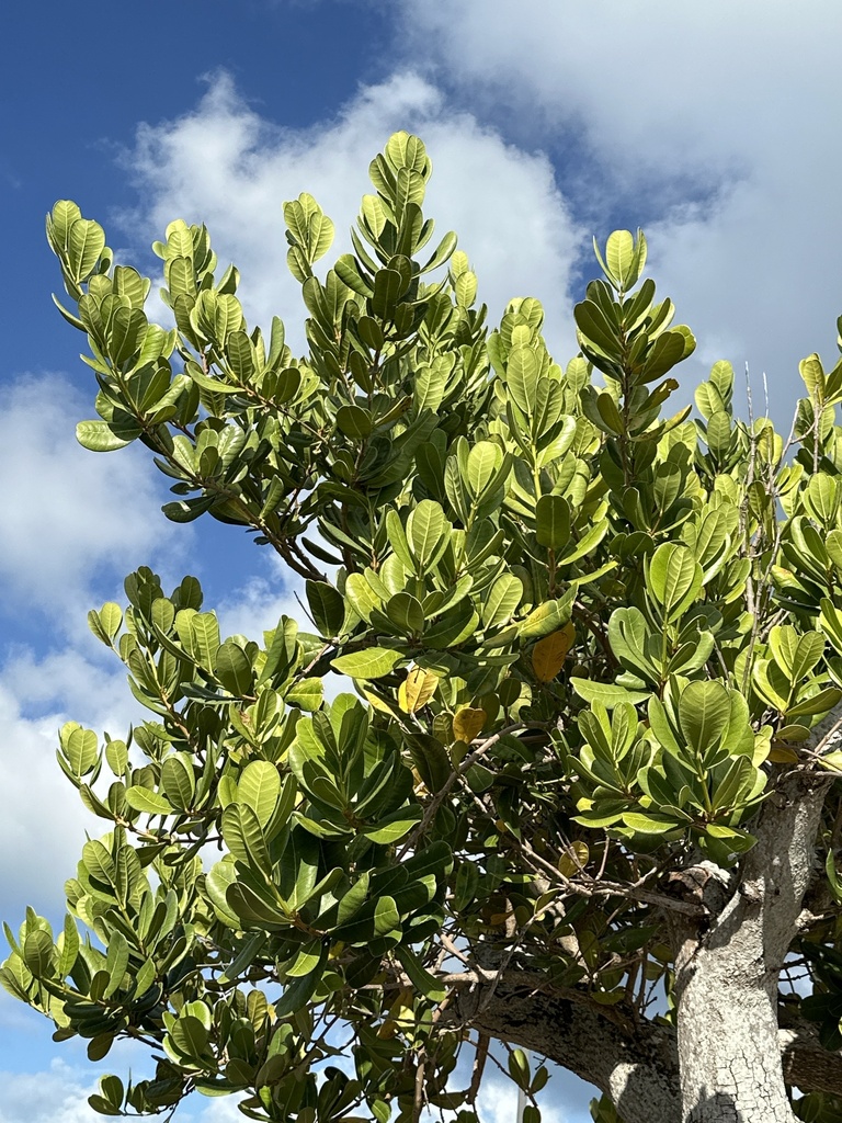 Madagascar Olive from Dockyard Terrace, BM on August 28, 2023 at 05:29 ...