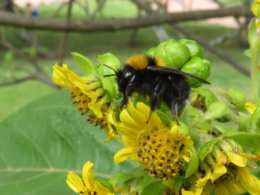 Andean Gardener Bumble Bee from Cra. 86 #147a-33, Bogotá, Colombia on ...
