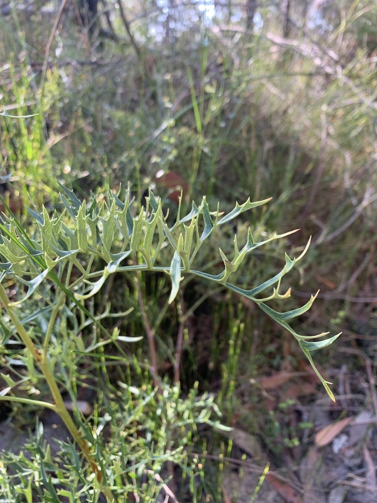 Crinkle Bush from Royal, Sutherland Shire - East, AU-NS, AU on August ...