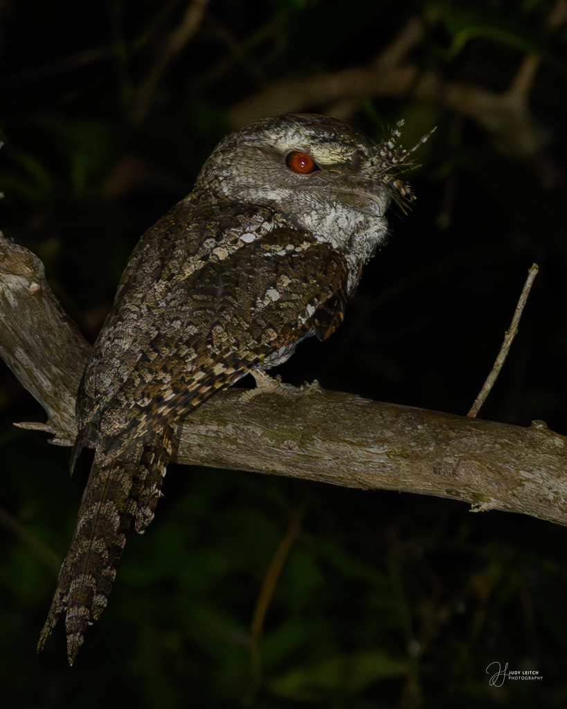Cape York Marbled Frogmouth (Podargus ocellatus marmoratus) - Avian ...