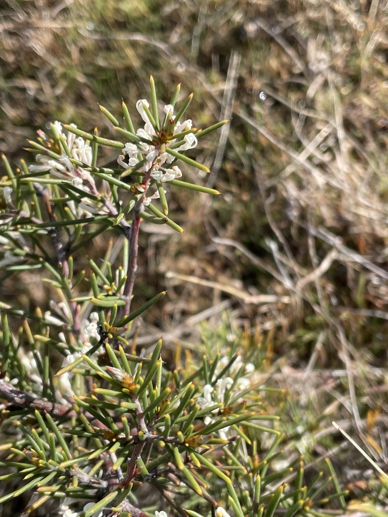 Dagger Hakea from Mount Taylor Nature Reserve, Tuggeranong, ACT, AU on ...