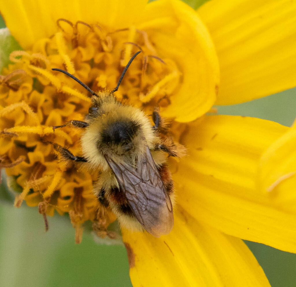 Bumble Bees from Pacific Crest Trail N of Carson Pass, Alpine County ...