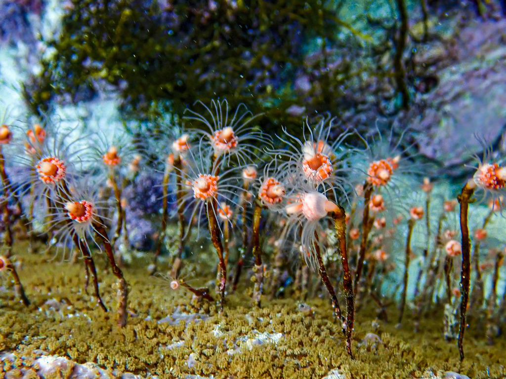 tubular hydroid from Bermagui on October 20, 2022 at 01:48 PM by Jenny ...