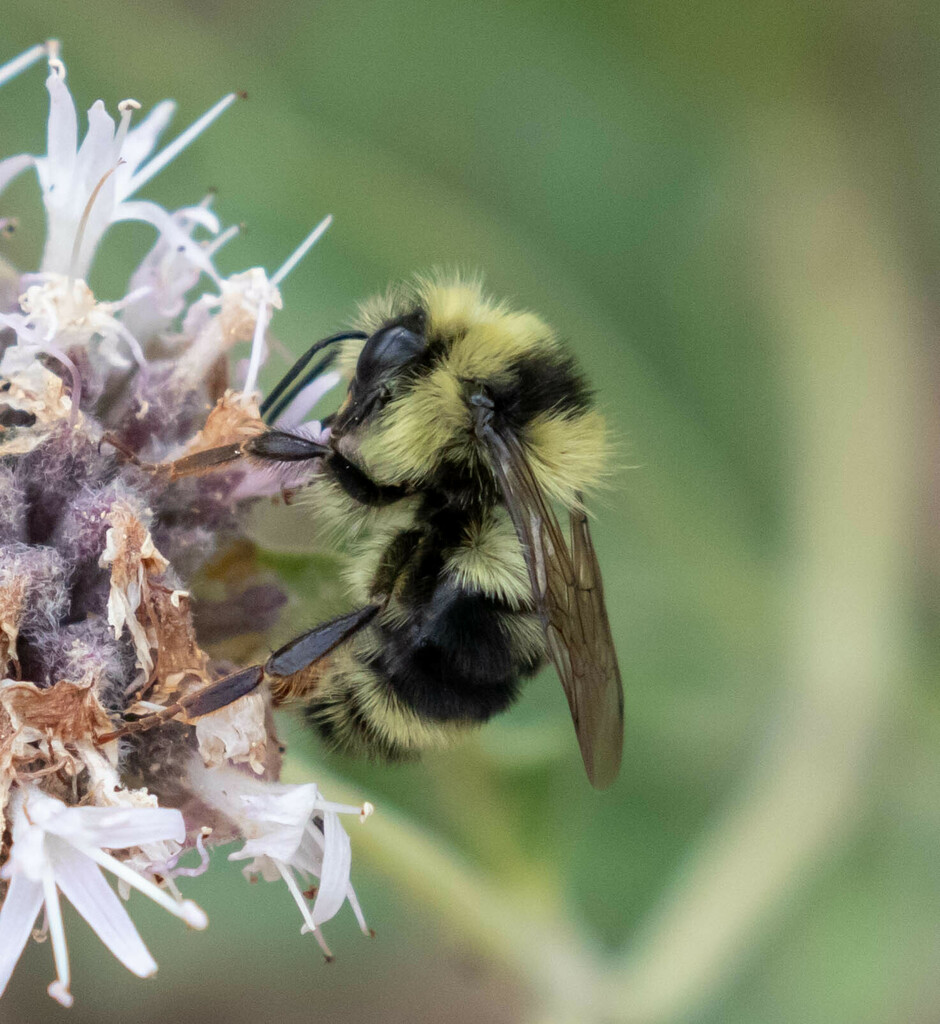 Black-tailed Bumble Bee from Pacific Crest Trail N of Carson Pass ...