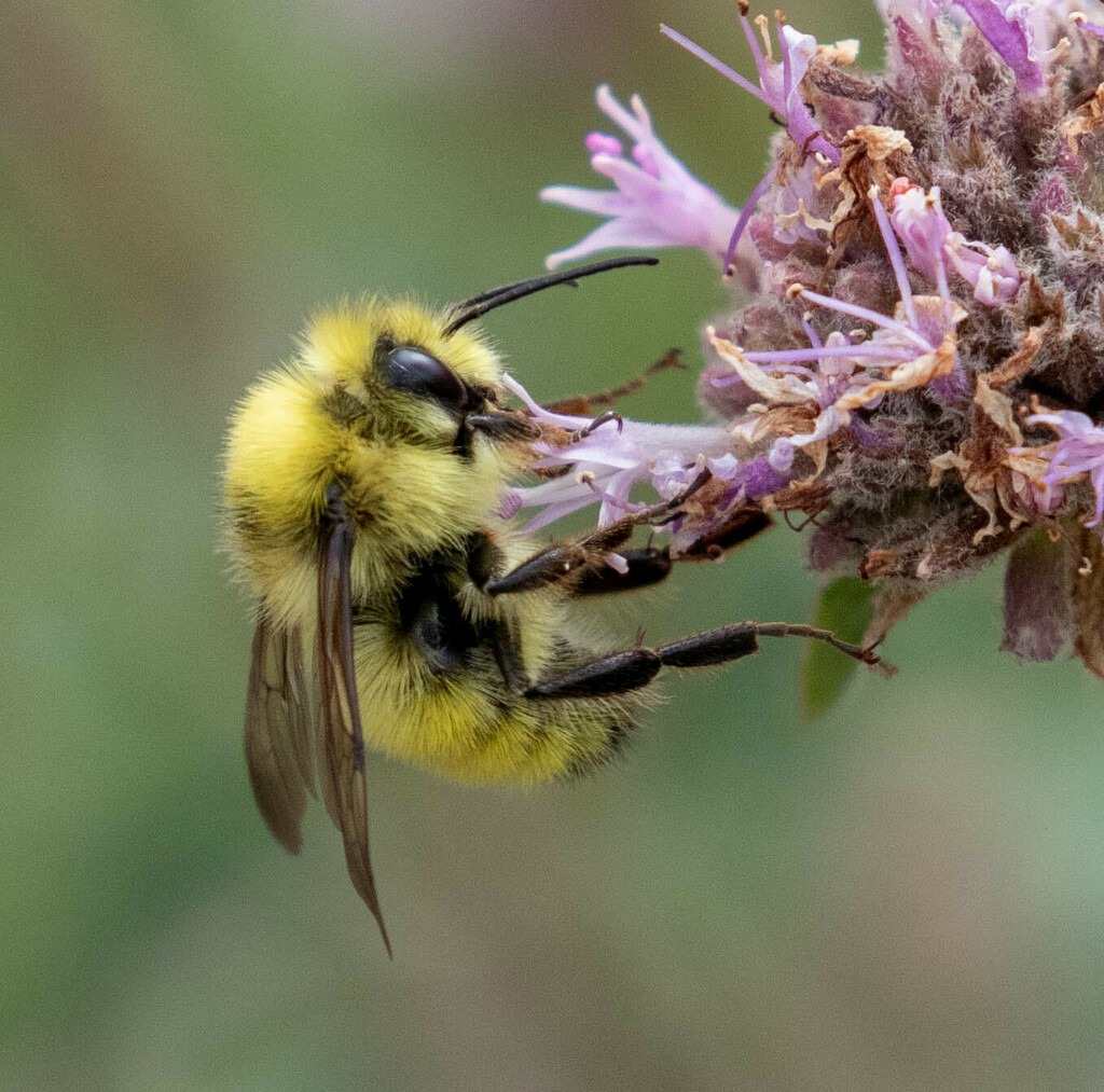Van Dyke's Bumble Bee from Pacific Crest Trail N of Carson Pass, Alpine ...