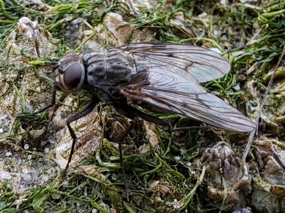 Seaweed Flies from Vancouver, BC V6T 1Z1, Canada on August 28, 2023 at ...