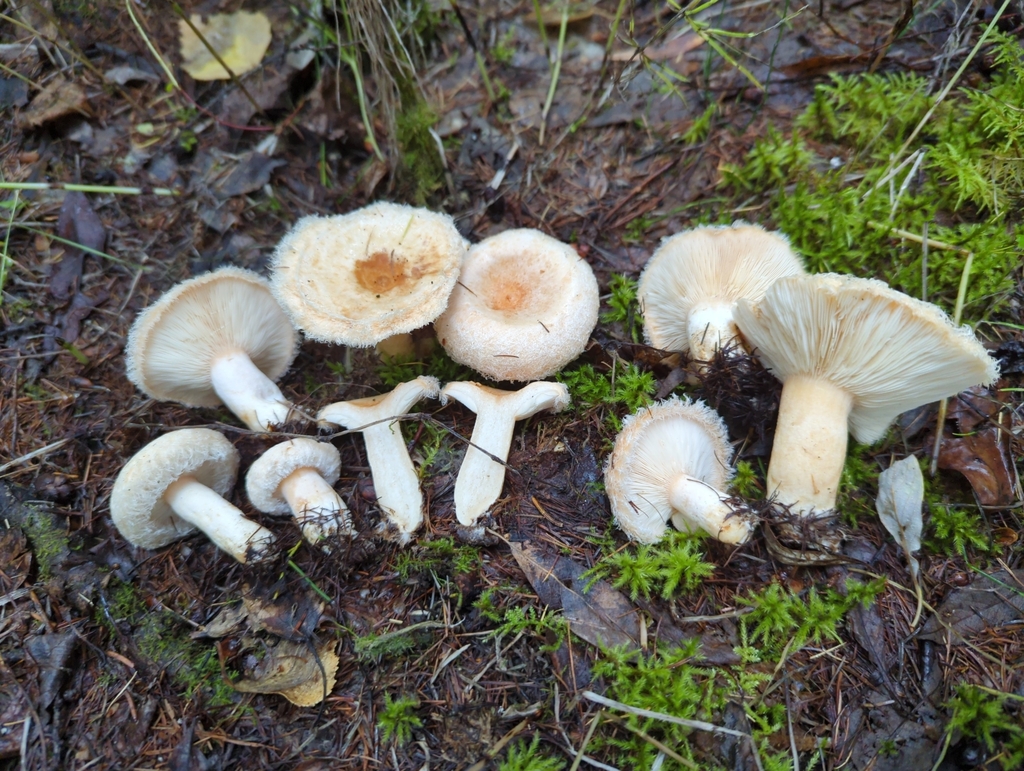Downy milk cap from Eielson AFB, AK, USA on August 27, 2023 at 05:44 PM ...