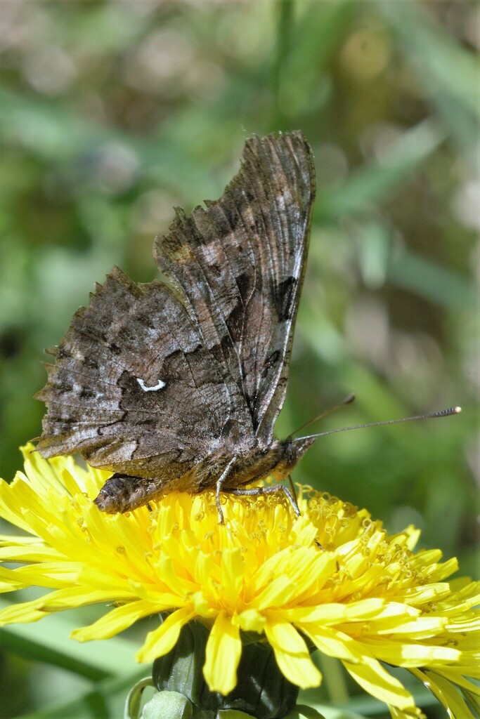 Green Comma from Prince Albert National Park, Waskesiu Lake, SK S0J ...