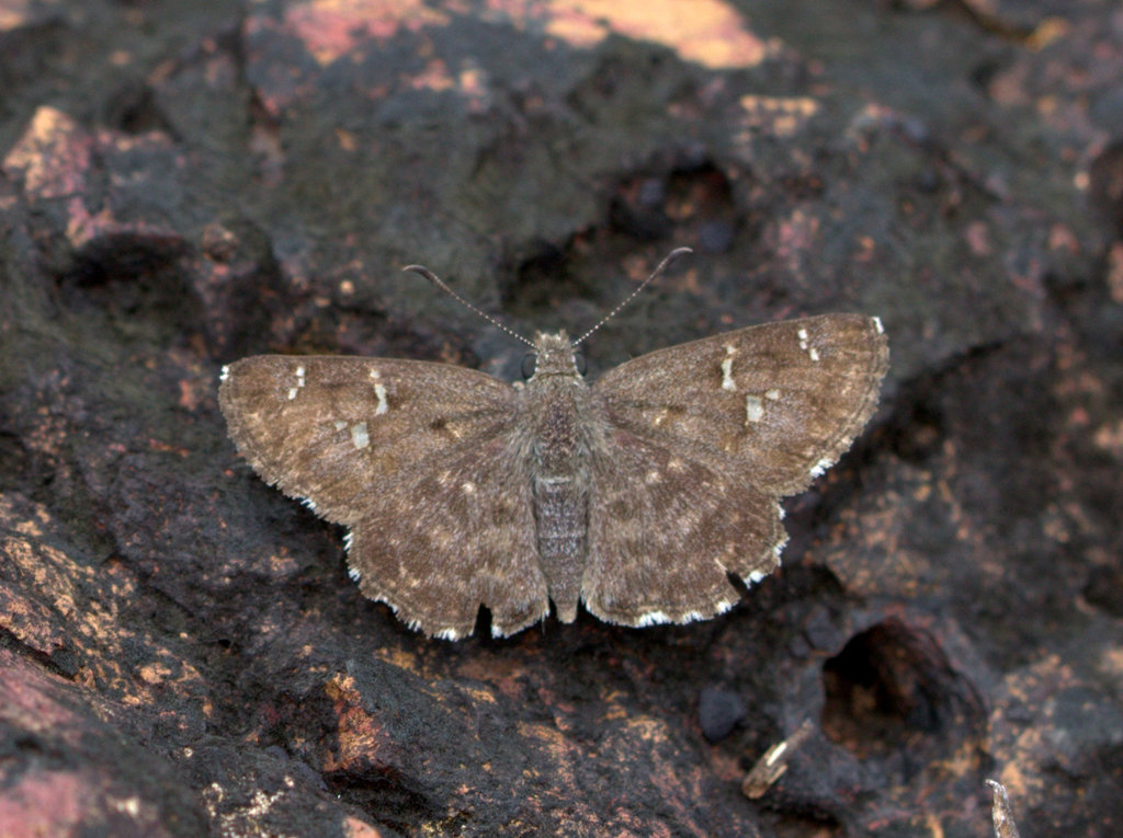 Spotted Small Flat (Butterflies of SGNP-Nagla block) · iNaturalist