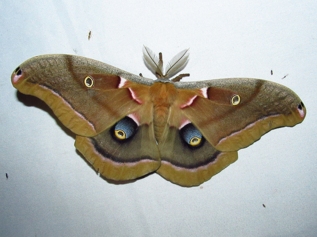 Polyphemus Moth from Washington County, PA, USA on July 24, 2023 at 12: ...