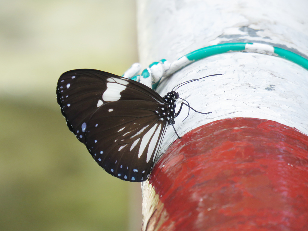 Magpie Crow Butterfly from Air Itam Dam, Penang, Malaysia on December 7 ...