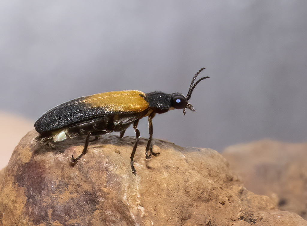 Fireflies from Amboli, Maharashtra 416510, India on August 21, 2023 at ...