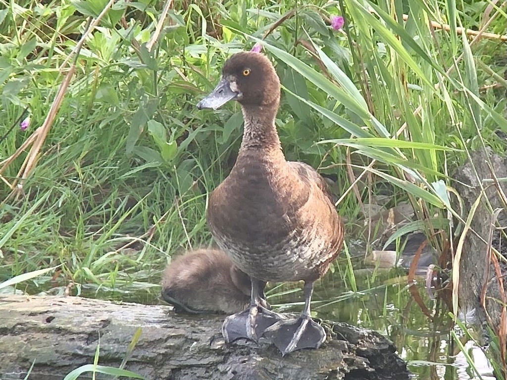 Tufted Duck from Leuggern, AG, CH on August 26, 2023 at 06:31 PM by ...