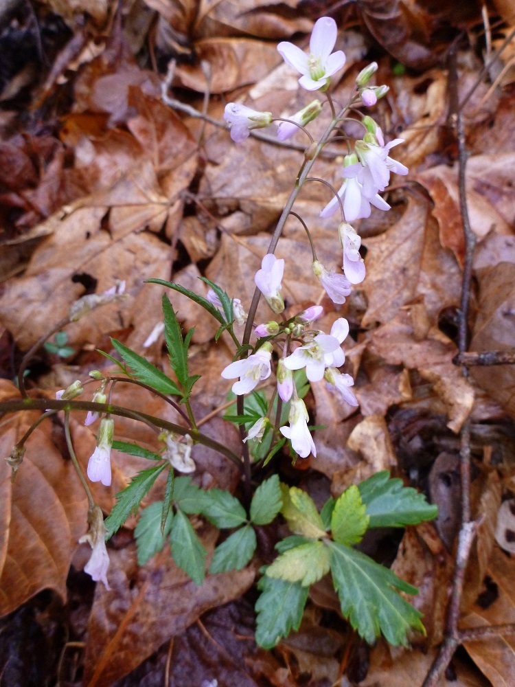 Slender toothwort (Vegetation of Georgia Blue Ridge) · iNaturalist
