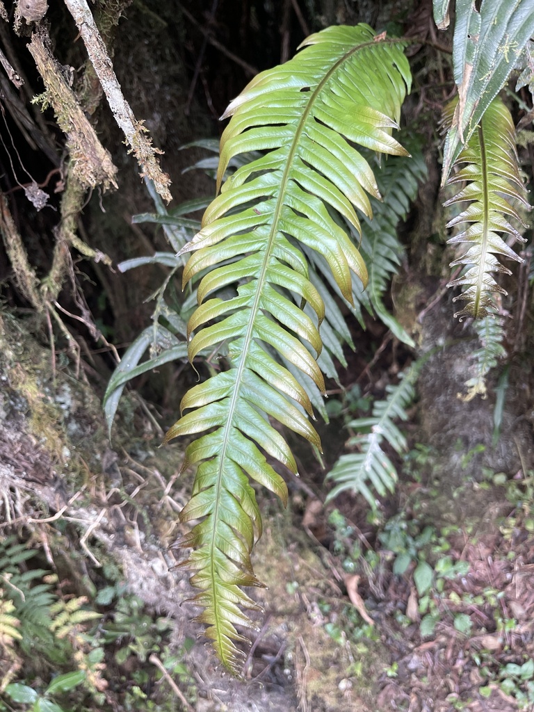 Pointed Hard Fern from Kamiranzovu, NNP on August 28, 2023 at 04:08 PM ...