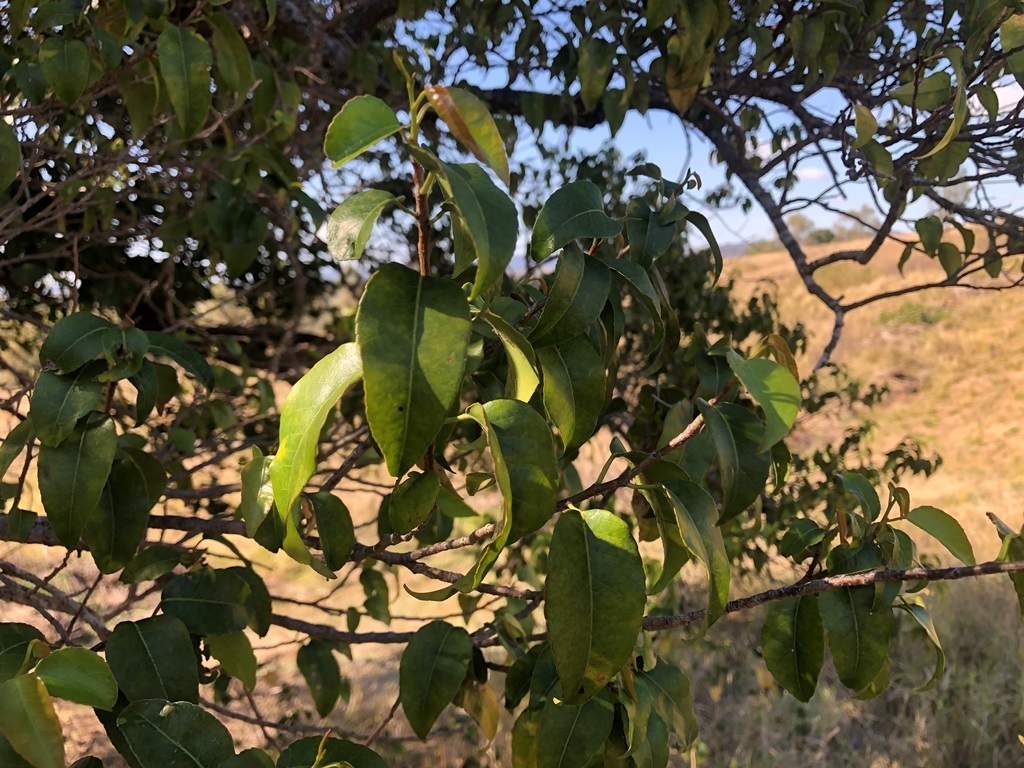 Scrub poison tree from Glen Cairn QLD 4342, Australia on August 28 ...