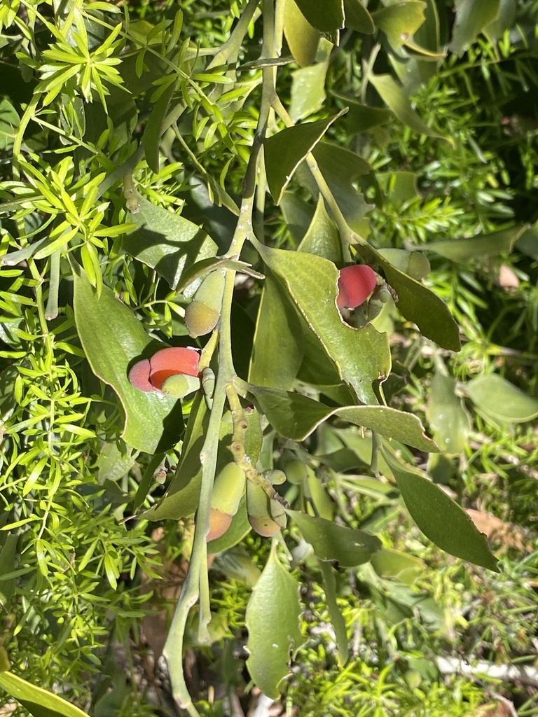 Broad Leaved Native Cherry from Heath Trl, Wurtulla, QLD, AU on August ...
