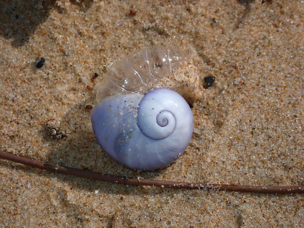 Violet Sea Snail from Barcoongere NSW 2460, Australia on August 29 ...