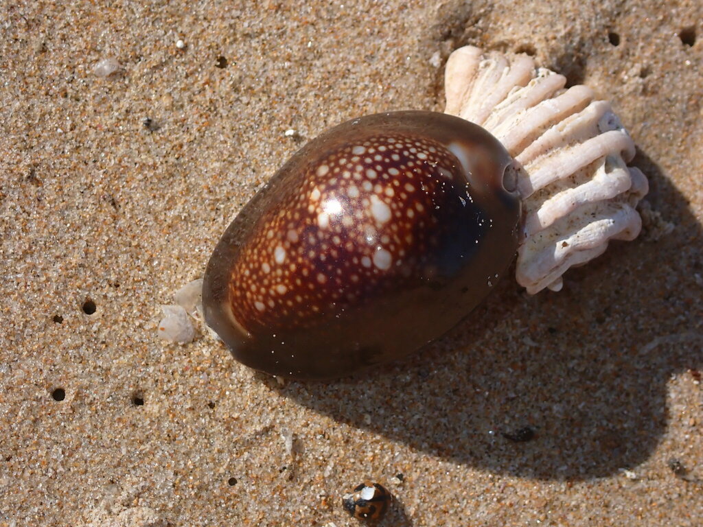 Snakehead Cowrie from Barcoongere NSW 2460, Australia on August 29 ...