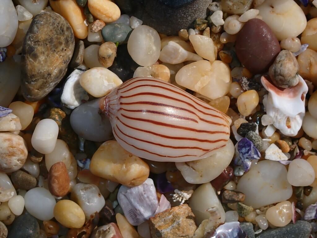 Zebra Volute from Barcoongere NSW 2460, Australia on August 29, 2023 at ...