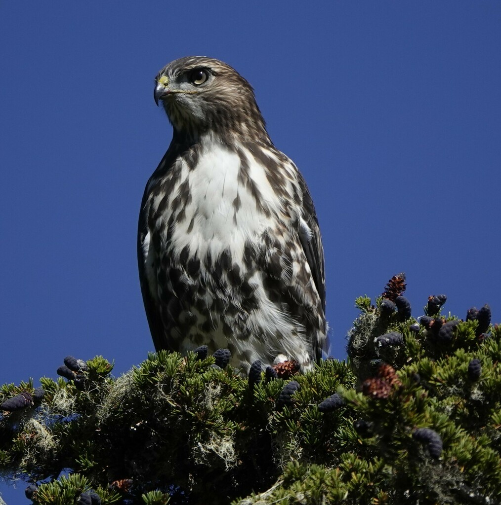 Red-tailed Hawk from Sitka, AK, USA on August 27, 2023 at 01:53 PM by ...